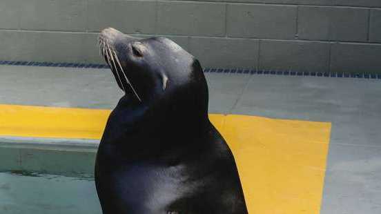Sea lions with domoic acid poisoning increasing along the California coast