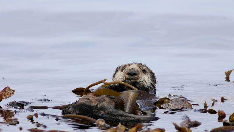 Sea otters rebound but struggle to regain historic range