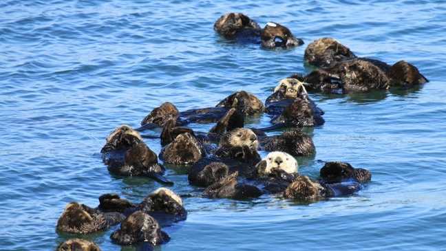 Skinned sea otter spurs investigation