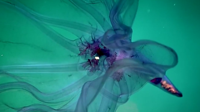 Bizarre sea creature looks like floating flower