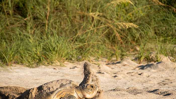 Work for turtle protection on Naples beaches gets underway ahead of sea ...