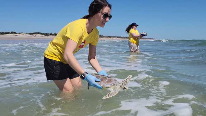 South Carolina Aquarium returns rehabbed sea turtles to the ocean