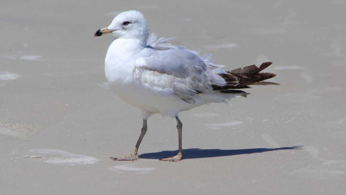 School closed for days after seagull drop shells on roof, cause leak