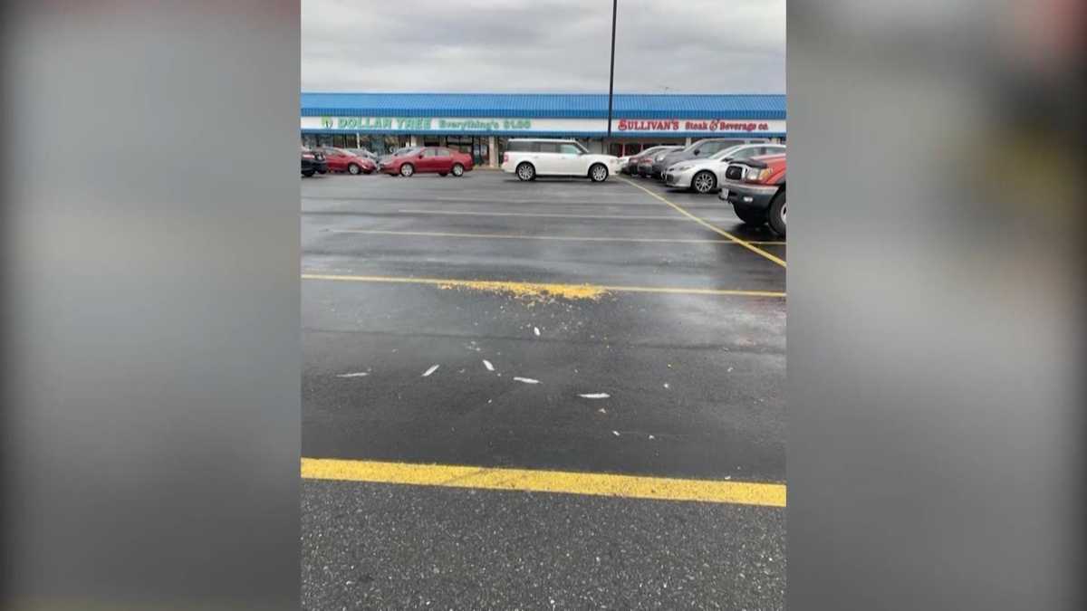 Man charged in killing of 11 seagulls could face no jail time