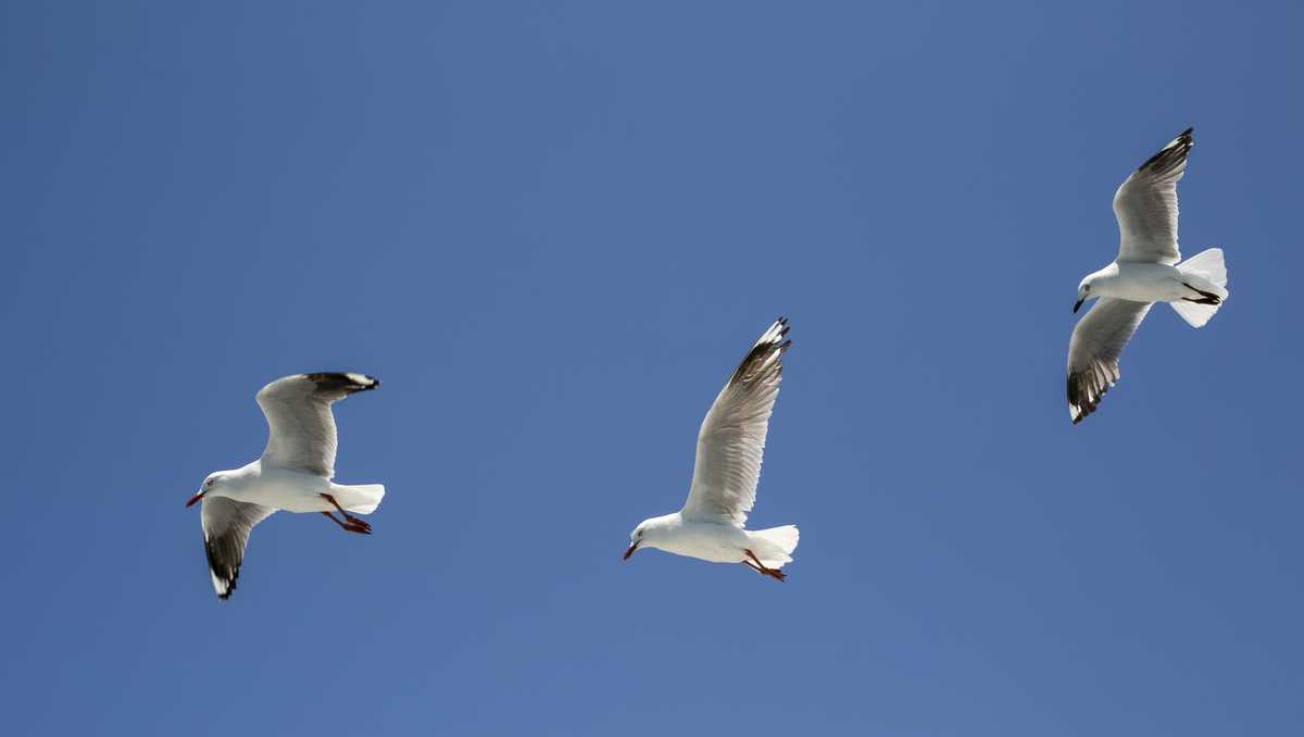Man killed seagull that tried to take his chips