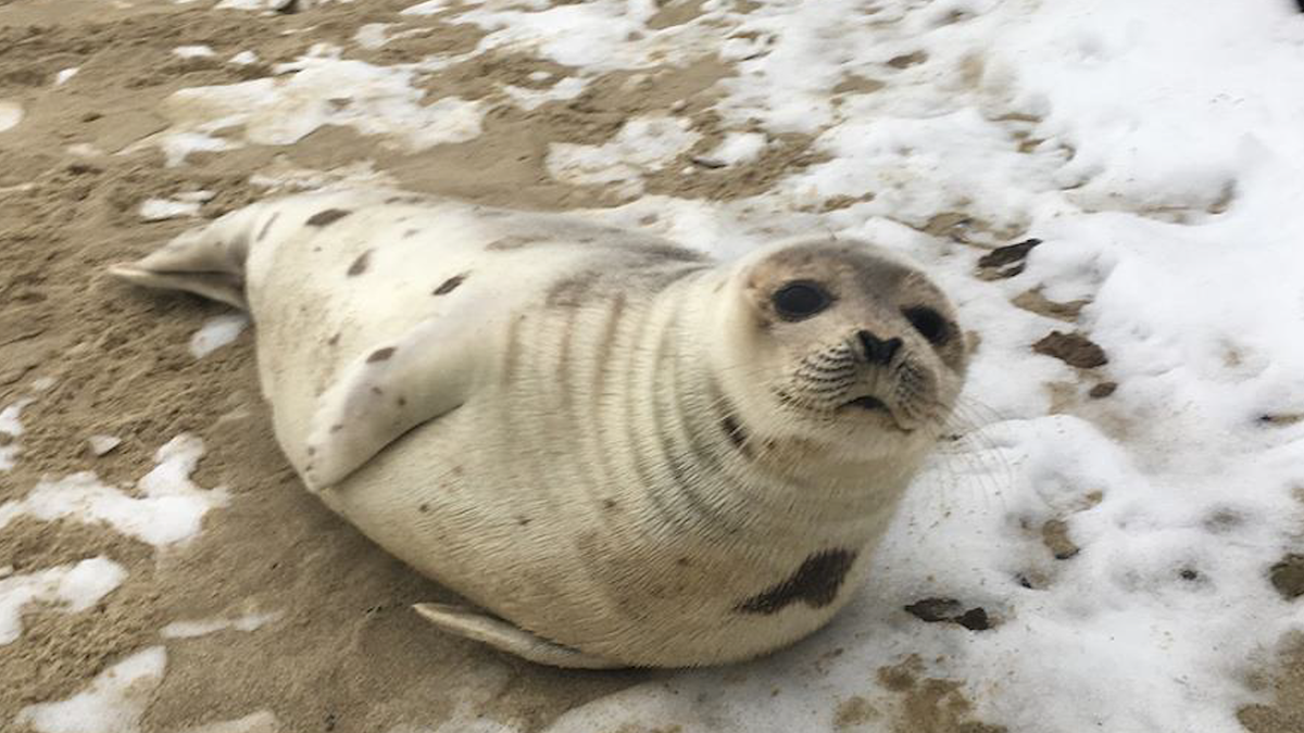 Seal rescued from Portland's East End Beach