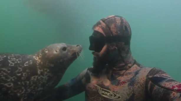 Seal pup gets friendly with freediver