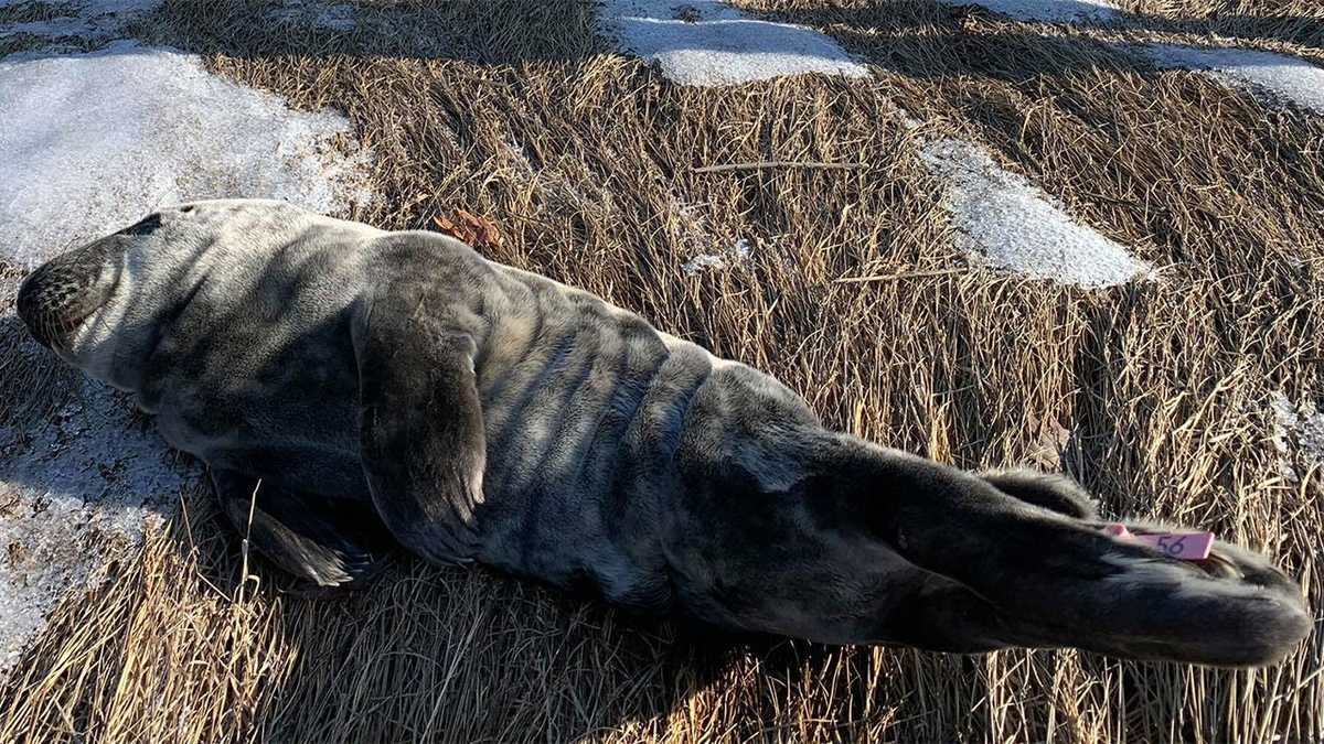 Seal pup rescued again in New Hampshire