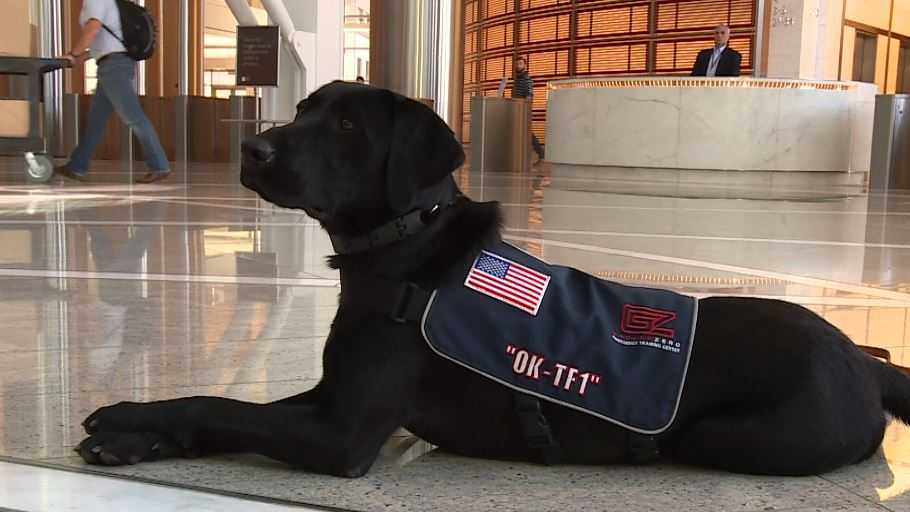 VIDEO: Oklahoma City first responders get new search-and-rescue dog