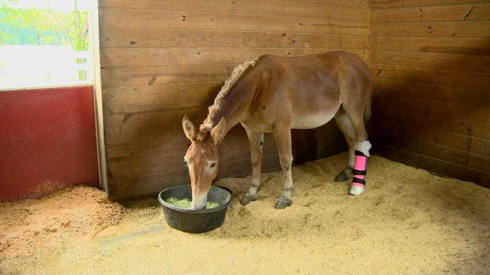 One-of-a-kind brace helps donkey heal from leg injury