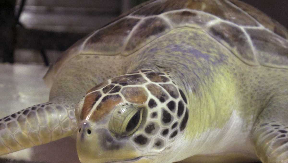 South Carolina reports its first sea turtle nest of the season