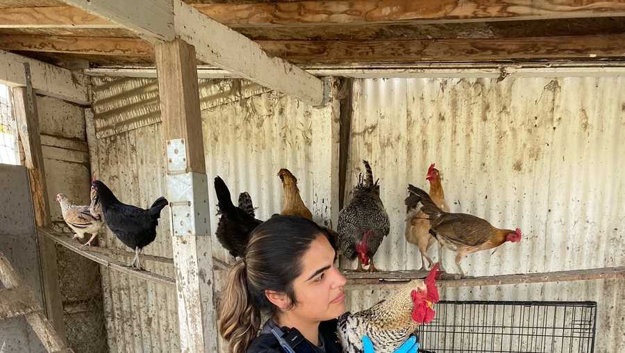 Monterey SPCA shelters more than 200 evacuated pets