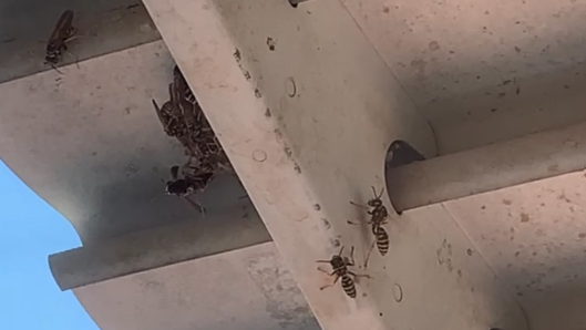 More wasps in the Sacramento area due to heat wave, experts say