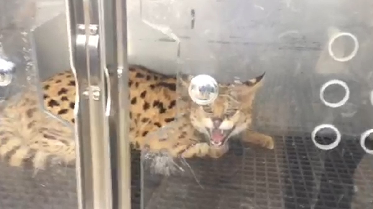 Exotic animal found roaming Metairie area caught by JP animal control