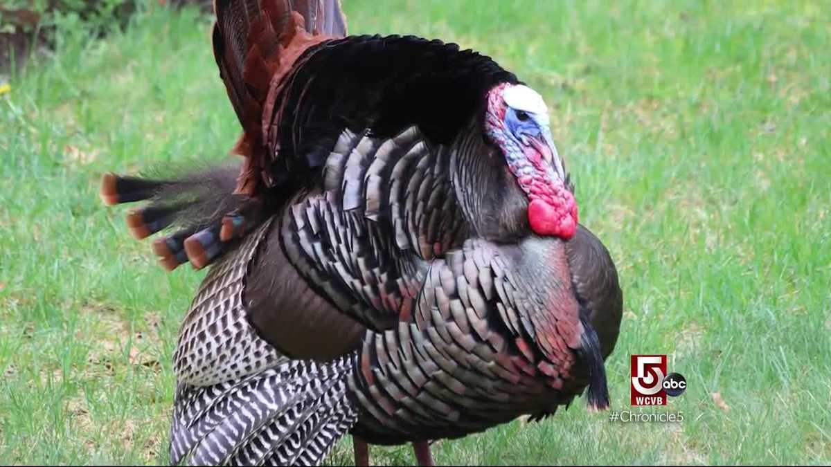 Turkey Taming in New England