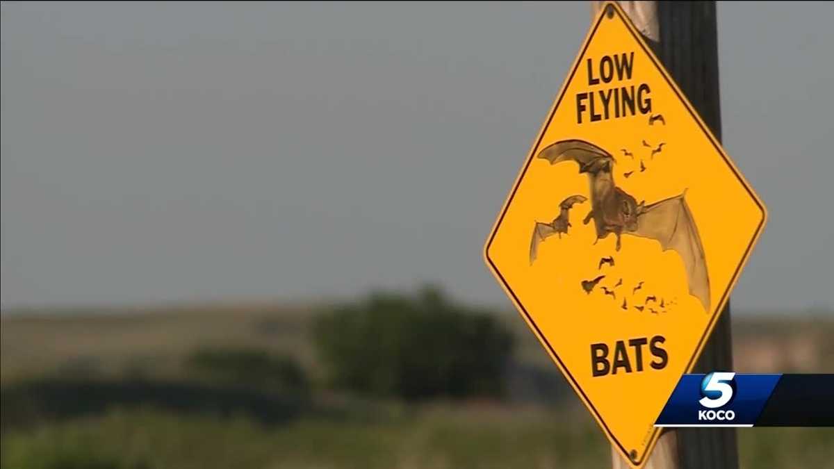 Selman bat watch in northwest Oklahoma provides unforgettable experience