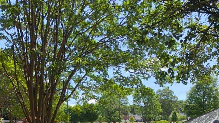 Senior Action is offering FREE meals to anyone over the age of 60