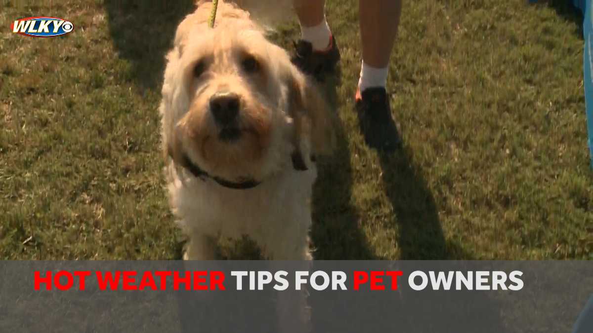 Hot weather tips for pet owners