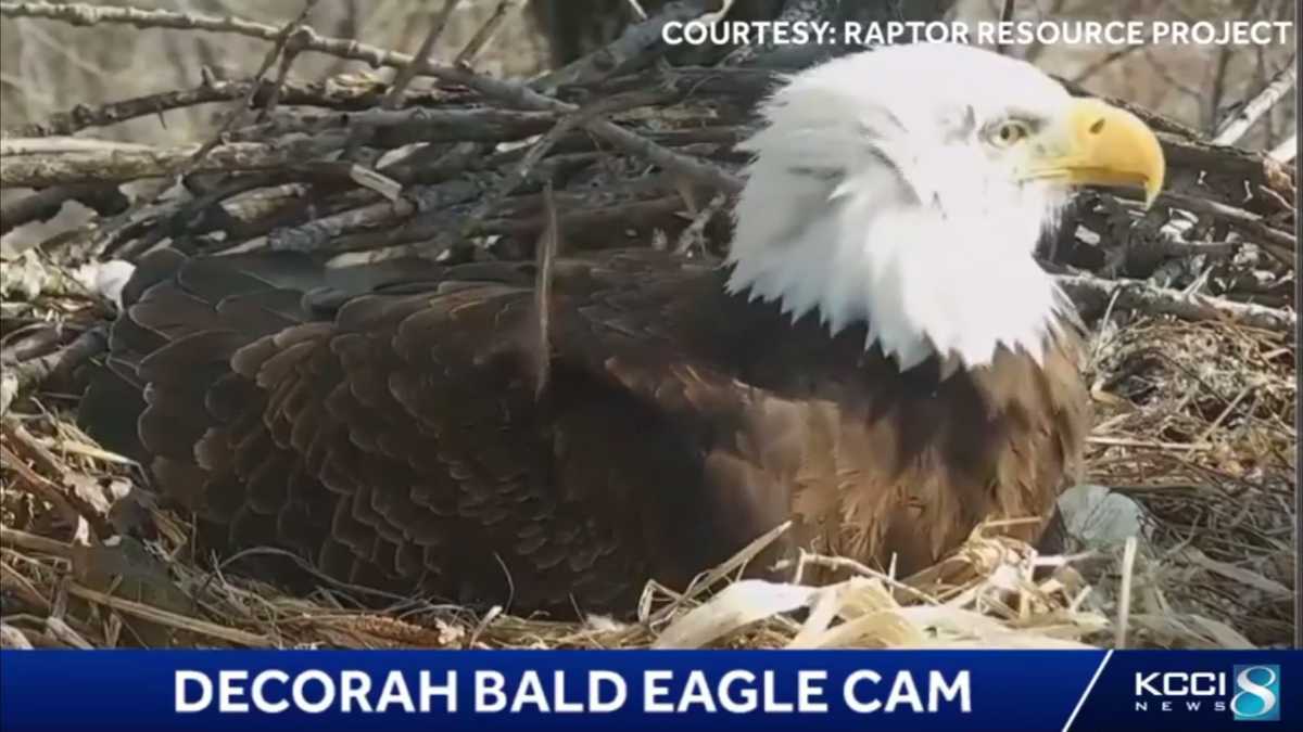 Internet-famous eagle lays her first egg of the year