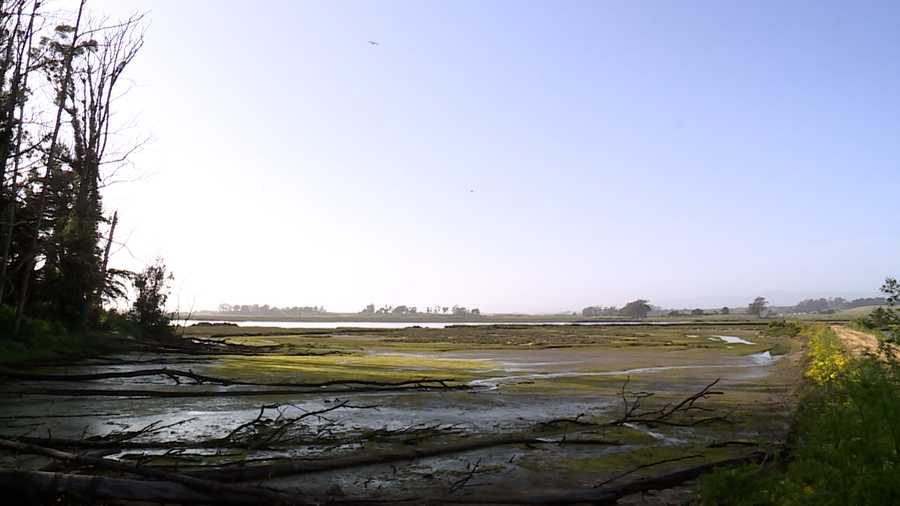 $2.2M approved to support habitat restoration at Elkhorn Slough