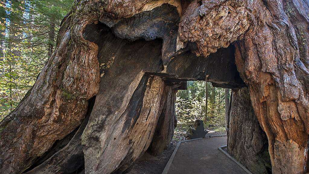 Historic 'drive-through' sequoia toppled by California storm