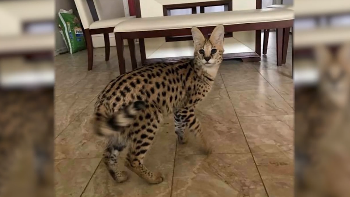 African wild cat on the loose in Alabama