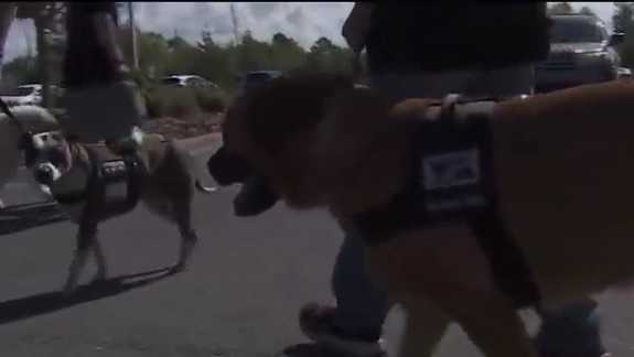 Pilot program helping service dogs sense trauma in veterans