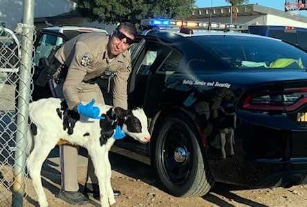 Missing a calf? CHP Modesto might have found it