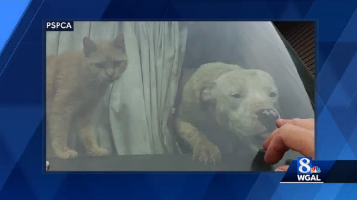 Animals rescued in Shamokin now in Lancaster County