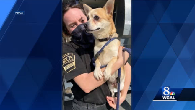 Animals rescued in Shamokin now in Lancaster County