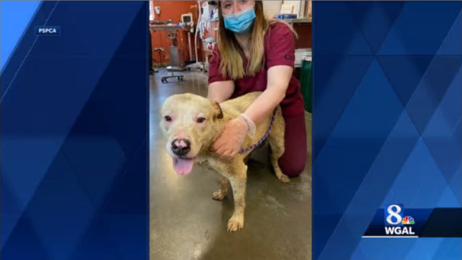 Animals rescued in Shamokin now in Lancaster County