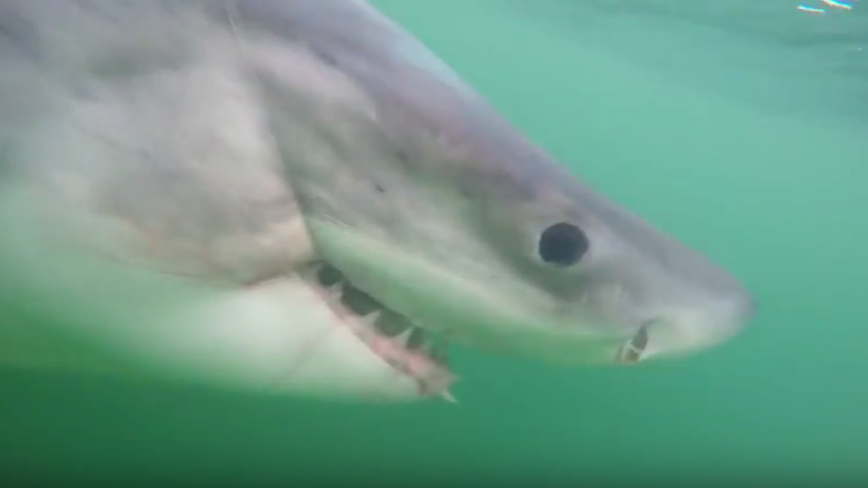 14-foot shark caught off Hilton Head