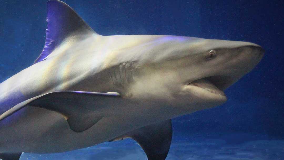 Oklahoma Aquarium challenges you to dive with bull sharks