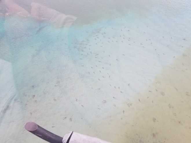 Dozens of sharks spotted in Boynton Beach inlet