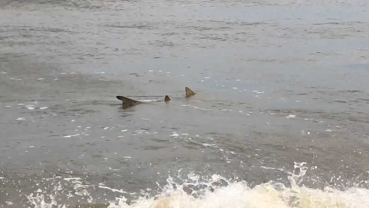 WATCH: Shark swims close to beachgoers at Crescent Beach WATCH: Shark swims close to beachgoers at Crescent Beach