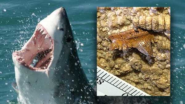 Scientists unearth 330-million-year-old shark head inside Mammoth Cave