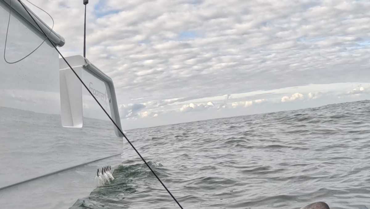 Hilton Head Island great white shark season off to early start