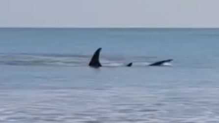 Shark spotted swimming close to shore at Burkes Beach on Hilton Head Island