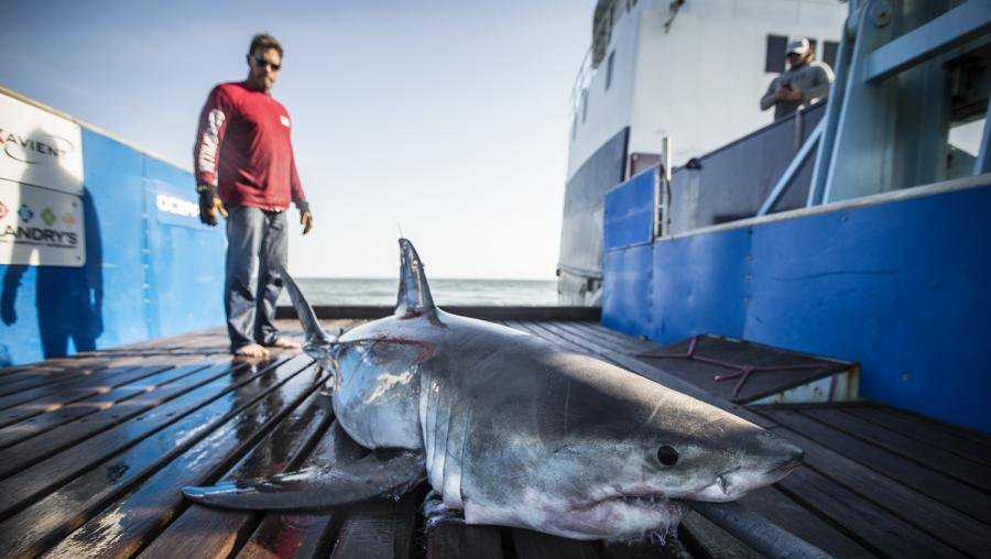 8-foot great white shark pings off Cape Canaveral coast