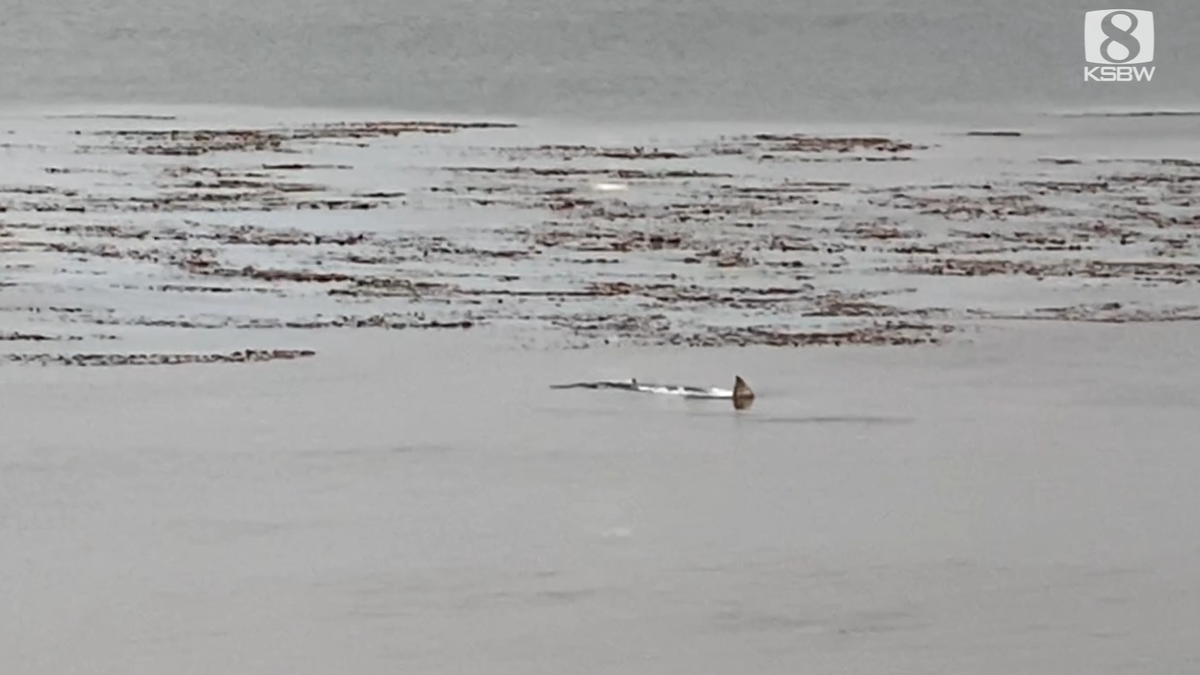 Video shows shark swimming near Lovers Point in Pacific Grove