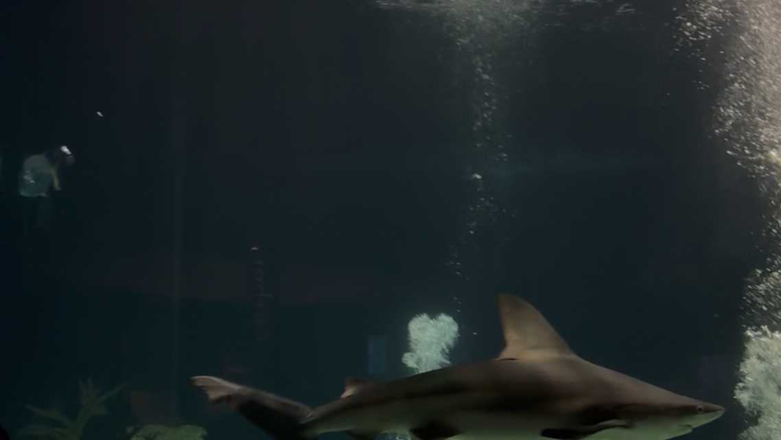Greensboro Science Center Celebrates National Shark Week