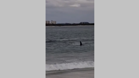 Video shows giant shark at Ponce Inlet dog beach