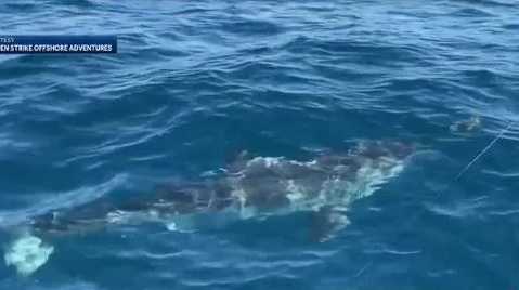 Visitors on fishing trip hook great white shark near Ponce Inlet