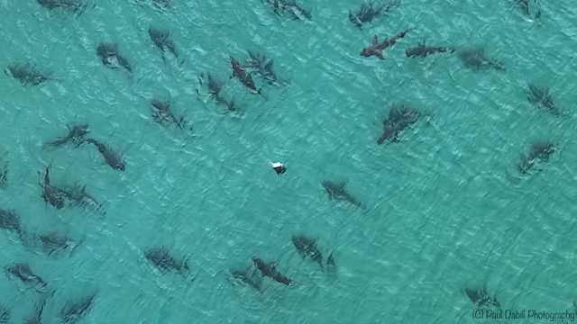 Sharks Destin Florida Beaches 11 30A Beaches You Need To Visit