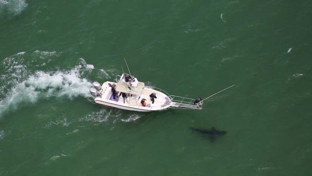 3 great white sharks spotted off coast of Cape Cod