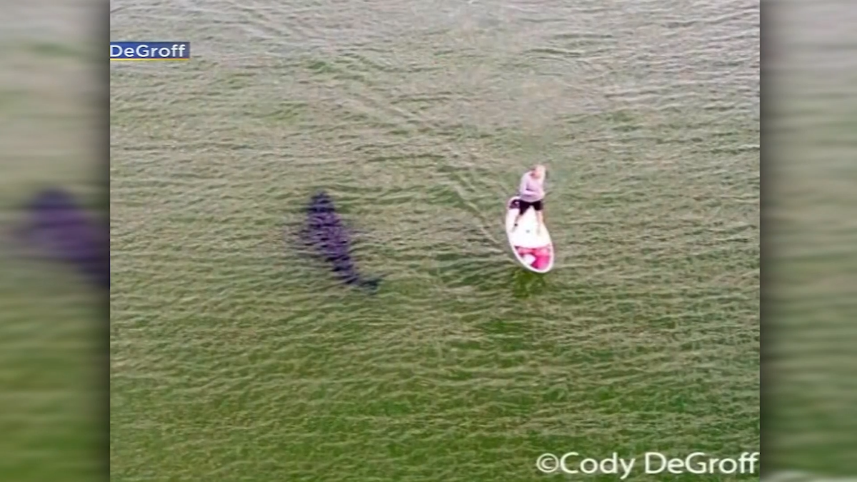 Shark caught on camera swimming near paddleboarder in Cape Cod