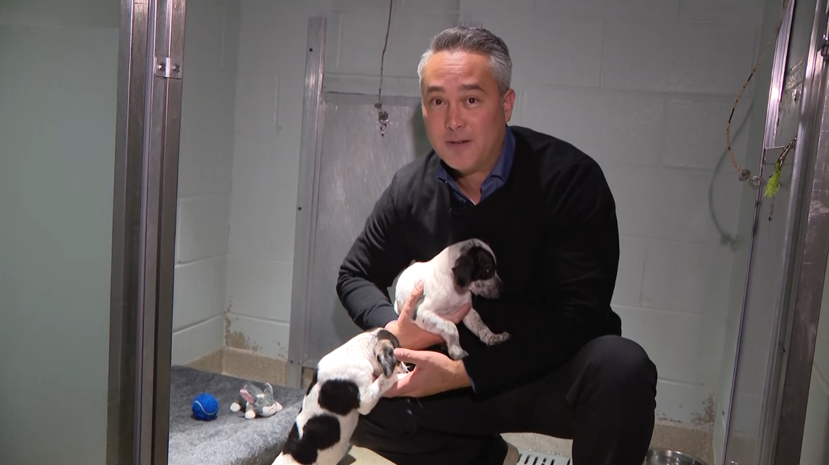 Animal shelters working to rescue pets ahead of Hurricane Milton