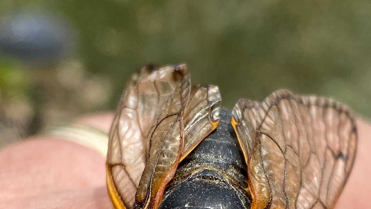 Photos: See the Brood X Cicadas emerging in Maryland