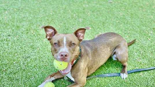Meet the Nebraska Humane Society's pet of the week