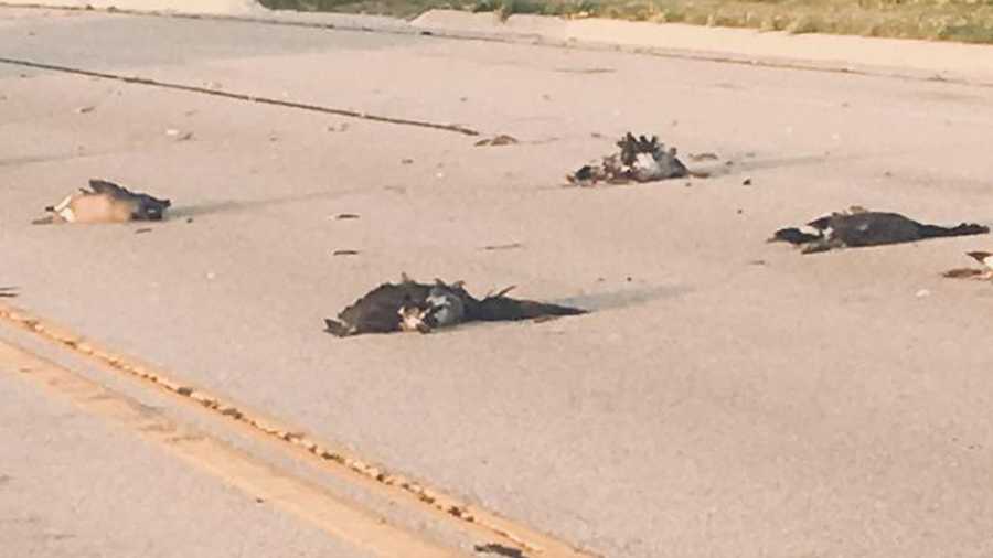 DNR launches probe into death of six geese